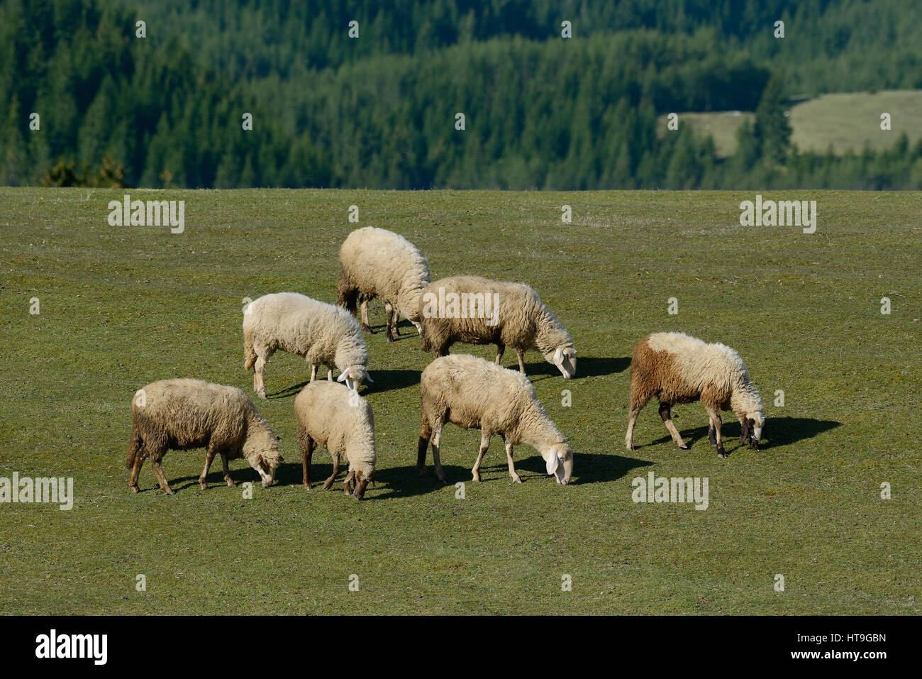 Sheep high in the mountains Stock Photo - Alamy