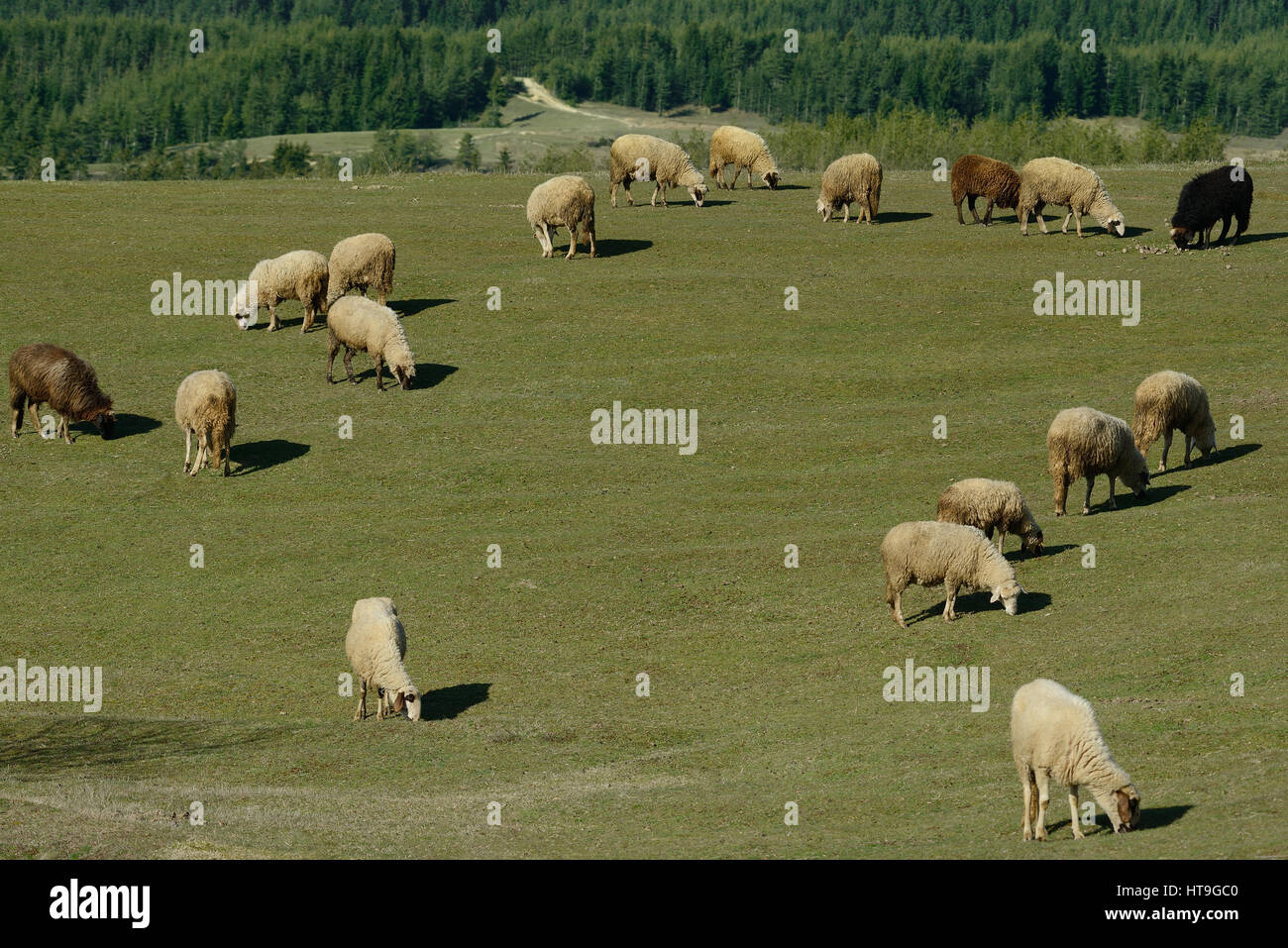 Sheep high in the mountains Stock Photo - Alamy