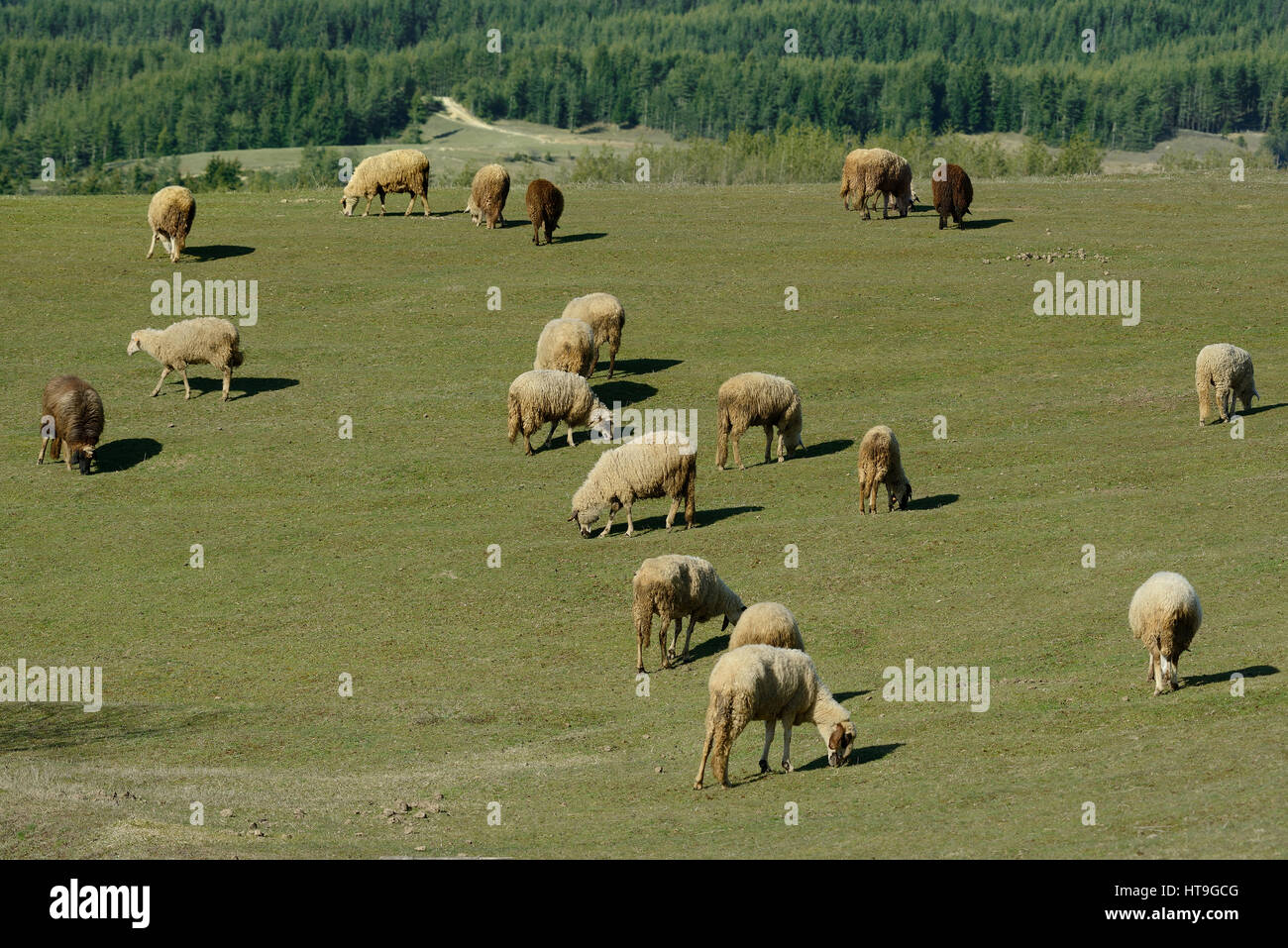 Sheep high in the mountains Stock Photo - Alamy
