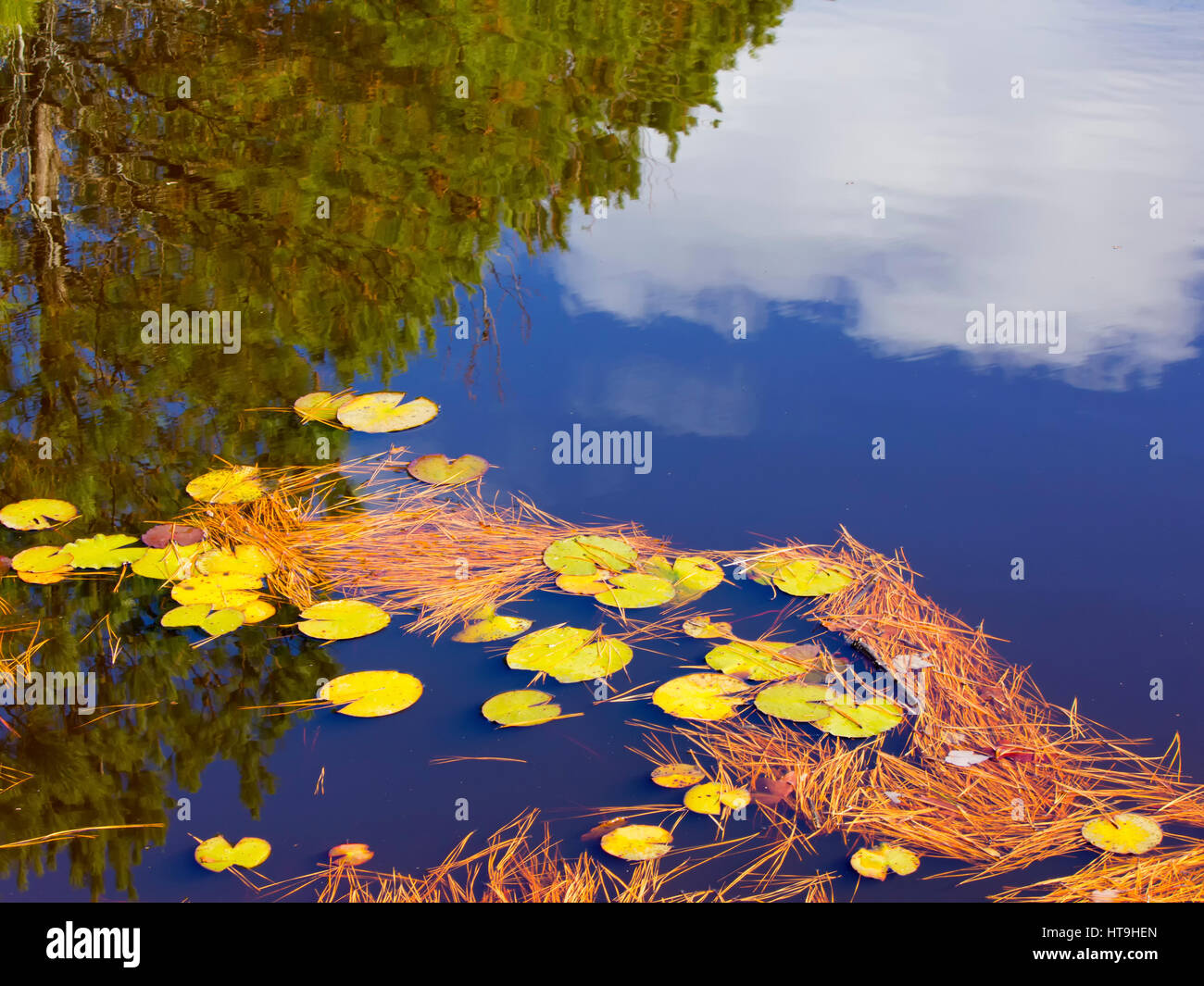 Lily pads on still pond with reflections Stock Photo - Alamy