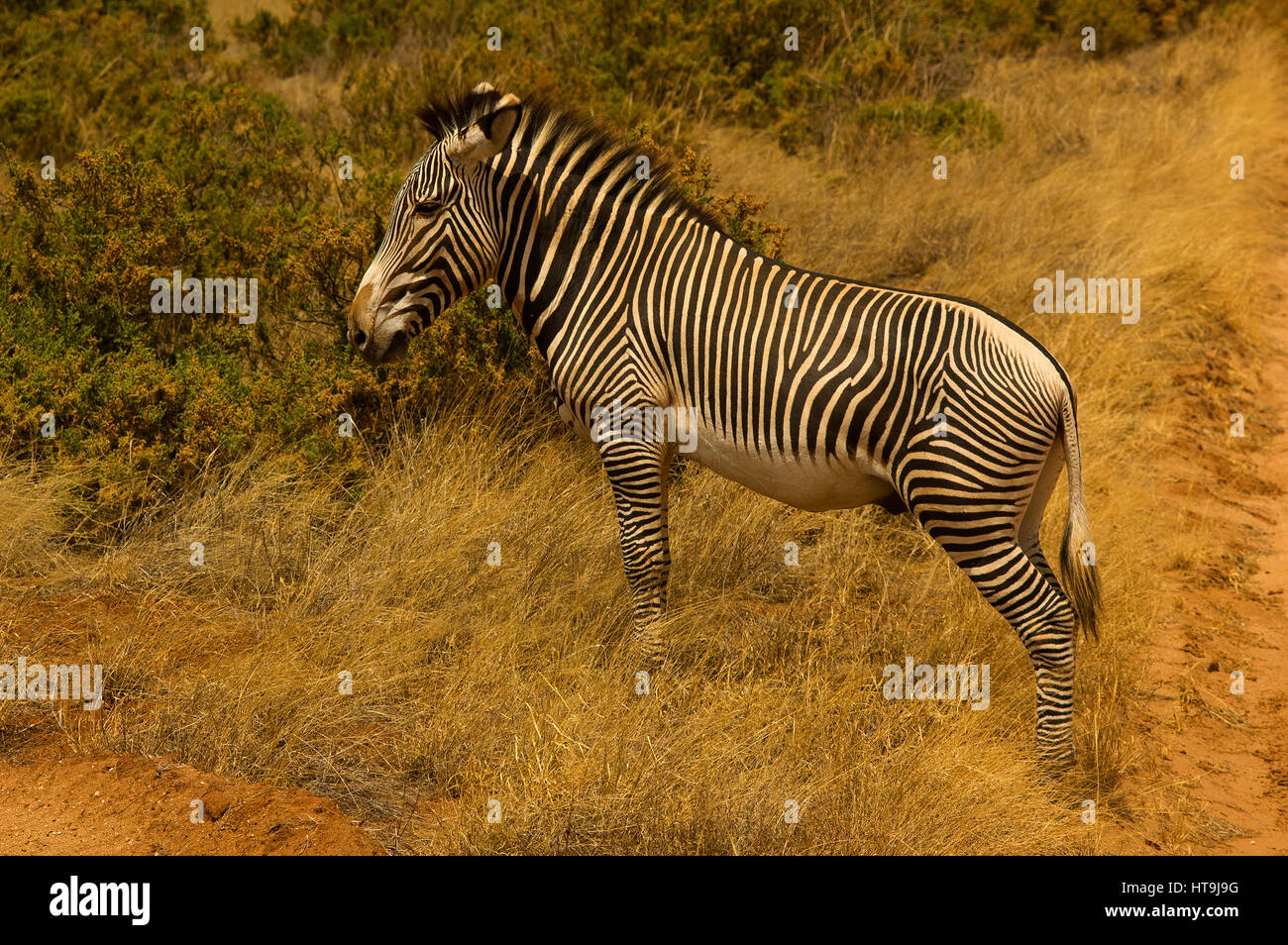 Grevys Zebra with his narrow stripes, Samburu National Park, Kenya ...