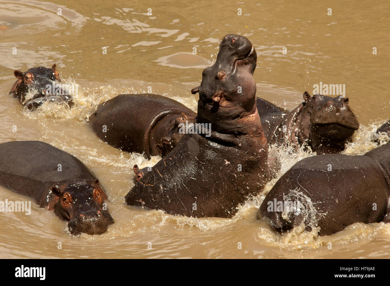 Hippos playing at Talek river, Masai Mara Game Reserve, Kenya Stock ...
