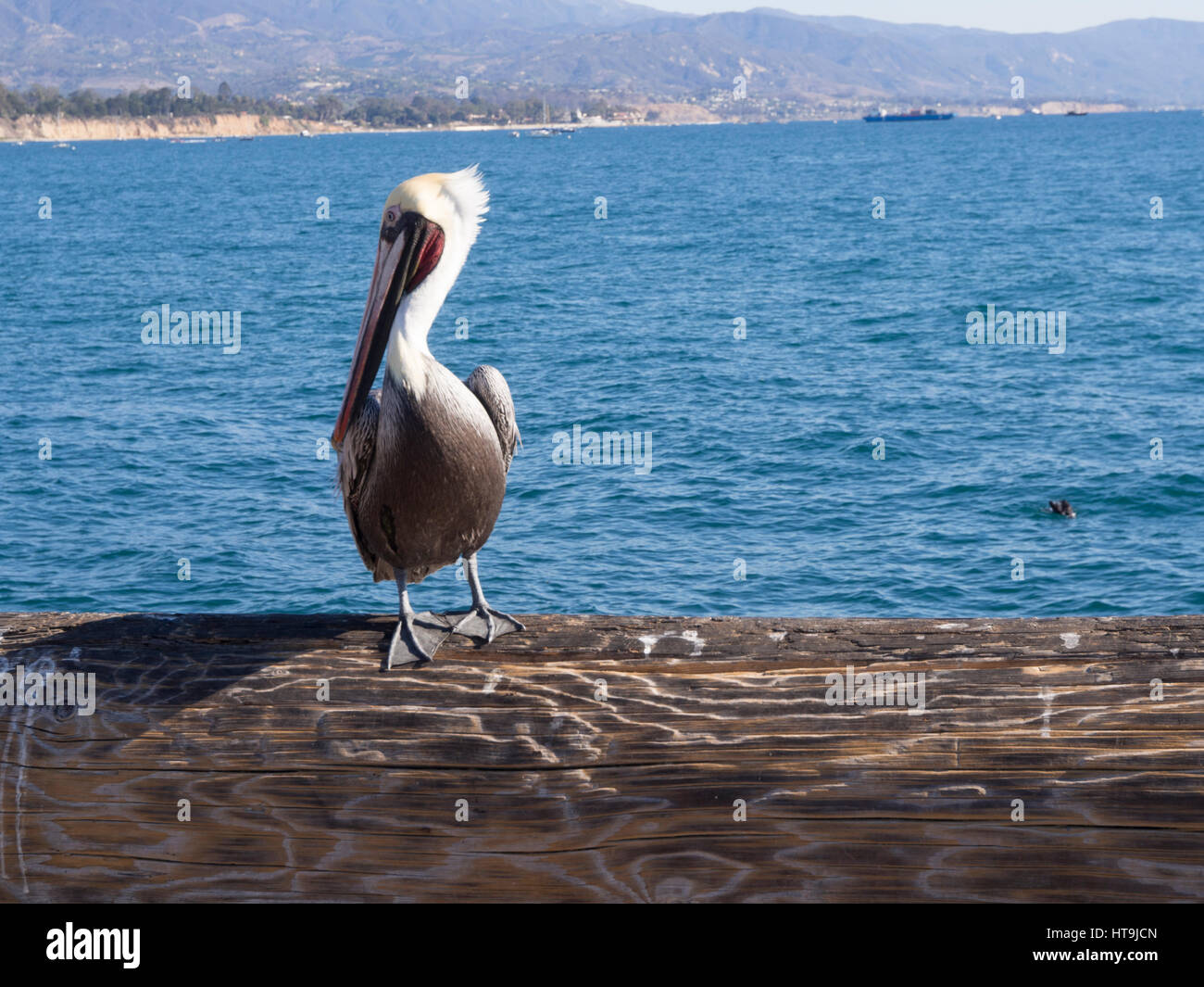 Pelican tree hi-res stock photography and images - Alamy