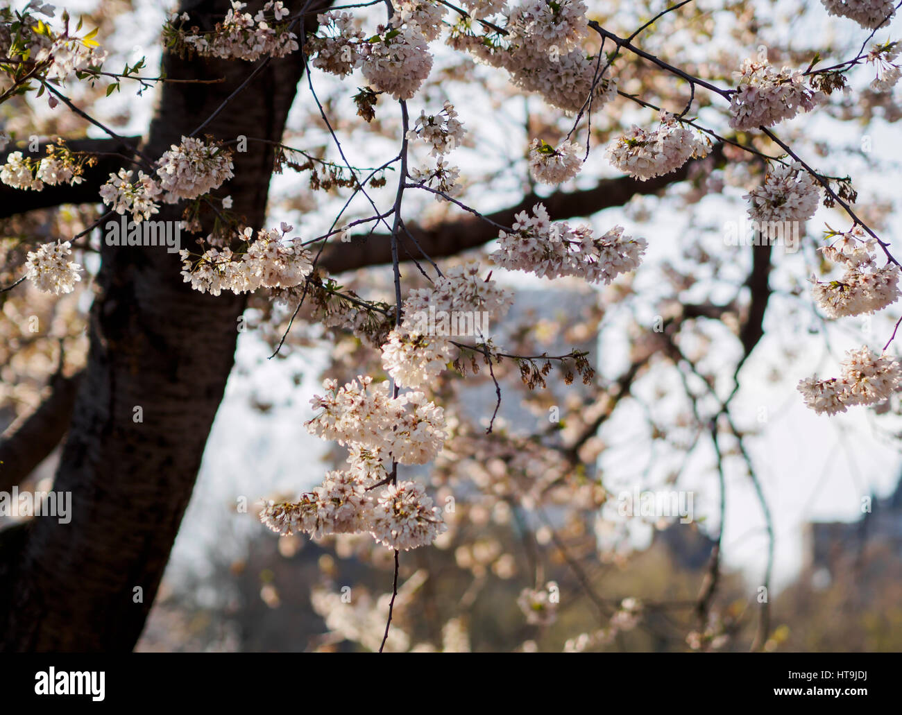 Central park spring flowers hi-res stock photography and images - Alamy