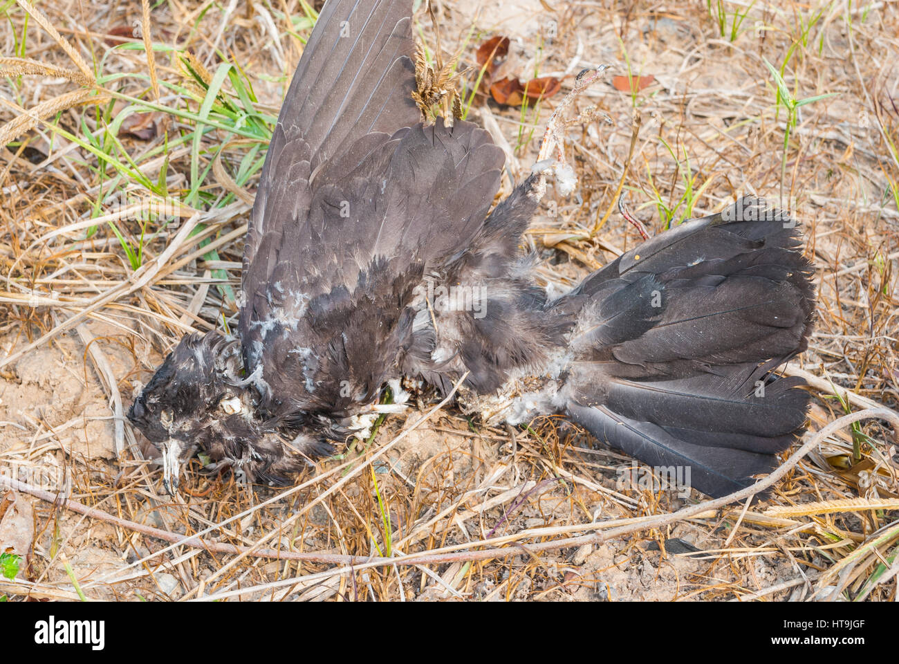 Black dove hi-res stock photography and images - Alamy
