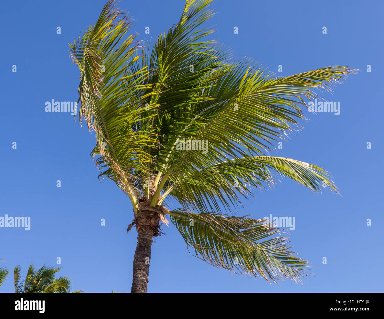 Tropical palm tree with leaves showing breeze in the air Stock Photo ...
