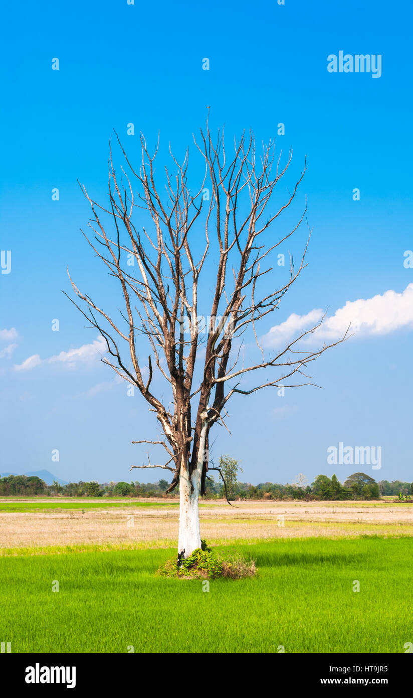 One big tree center hi-res stock photography and images - Alamy