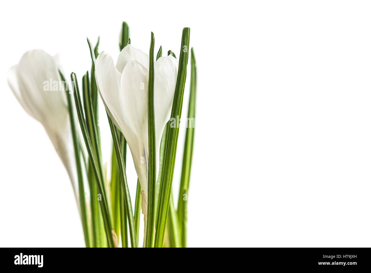 White crocus in the garden Stock Photo - Alamy