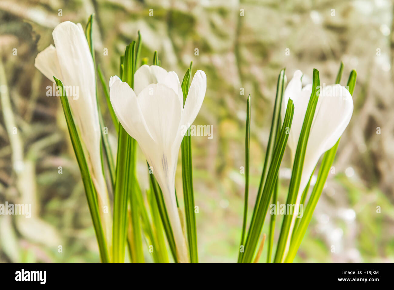 White crocus in the garden Stock Photo - Alamy
