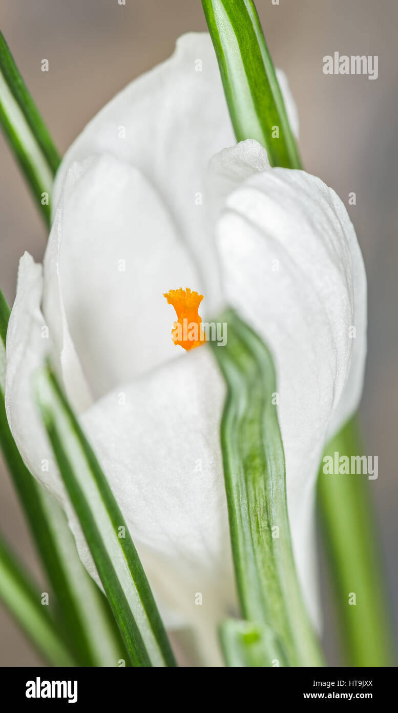 White crocus flower growing hi-res stock photography and images - Alamy
