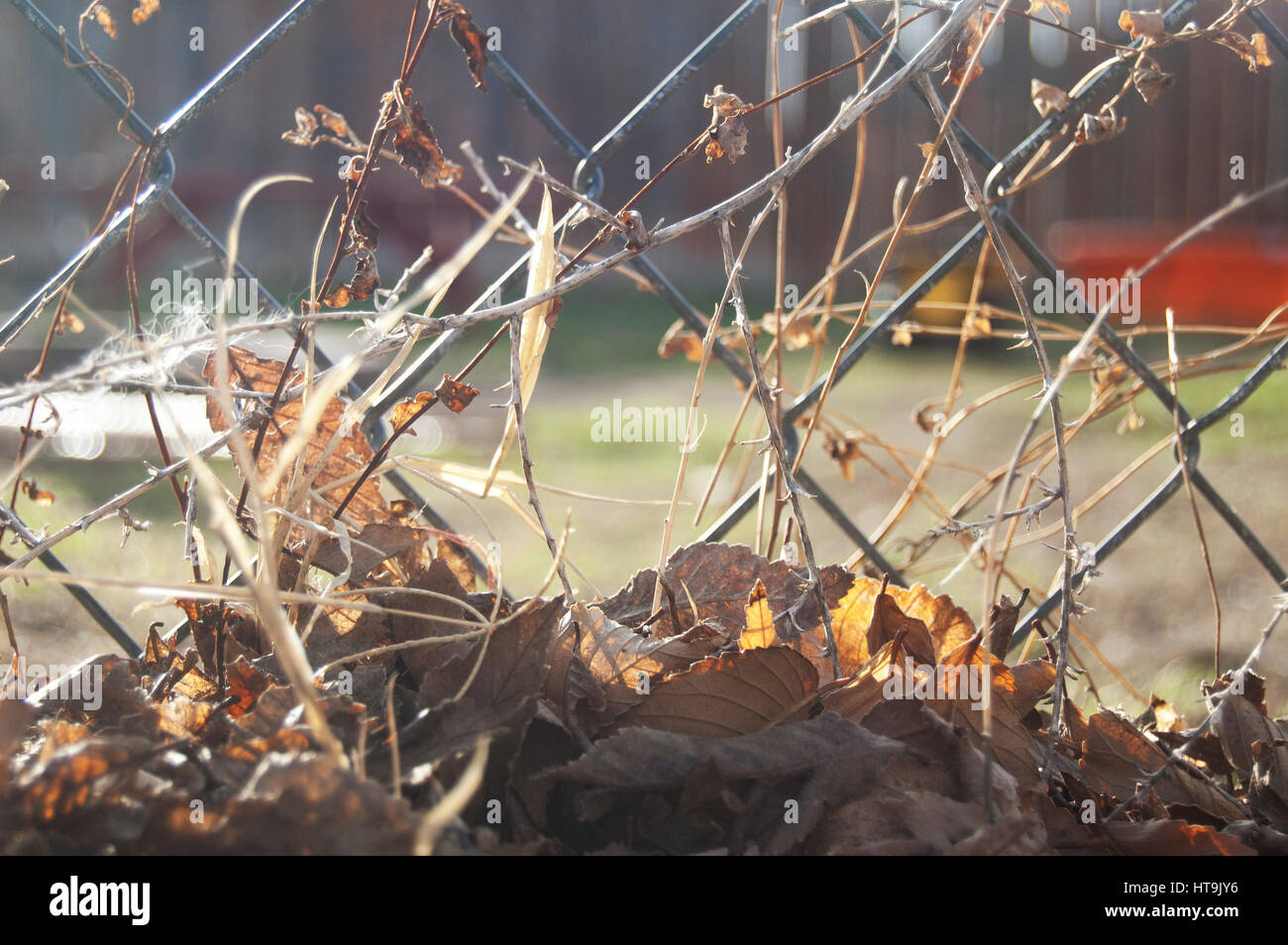 Photo of a chain link fence and dead leaves with a yard in the ...