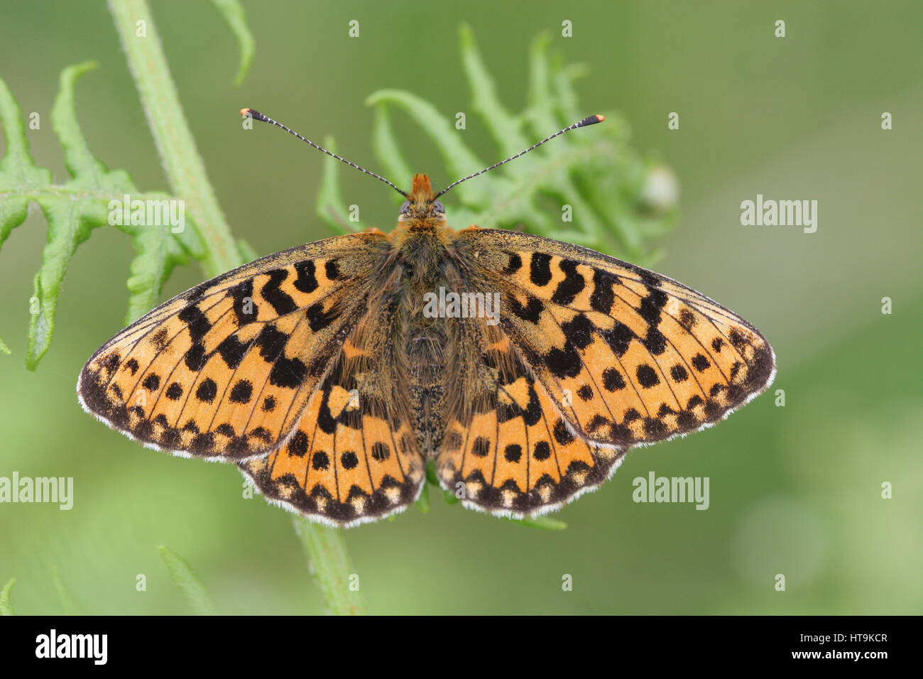 A stunning rare Pearl-bordered Fritillary Butterfly (Boloria euphrosyne ...