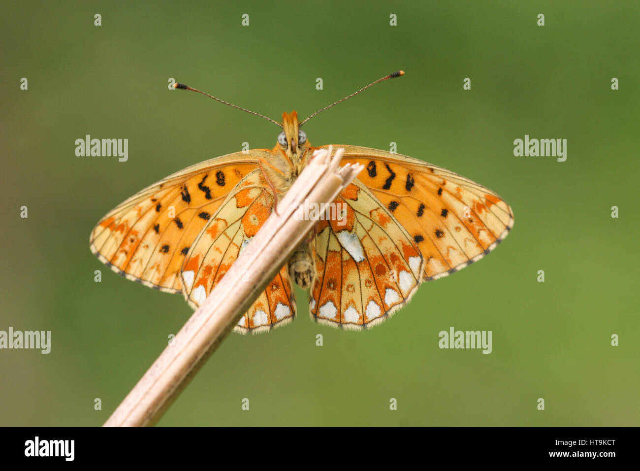 The underside of a rare Pearl-bordered Fritillary Butterfly (Boloria ...