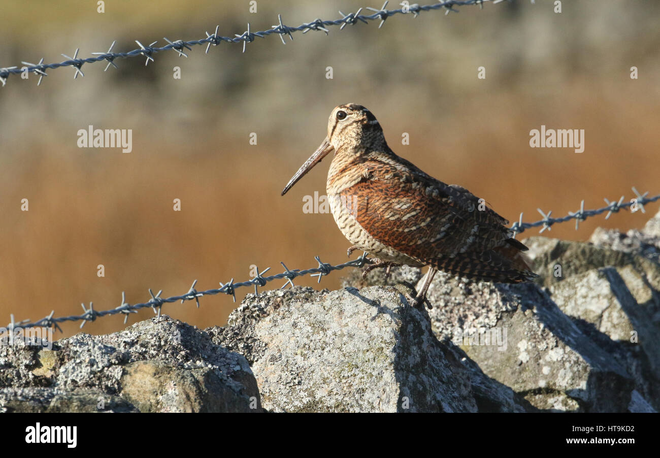 Scolopax rusticola image hi-res stock photography and images - Alamy