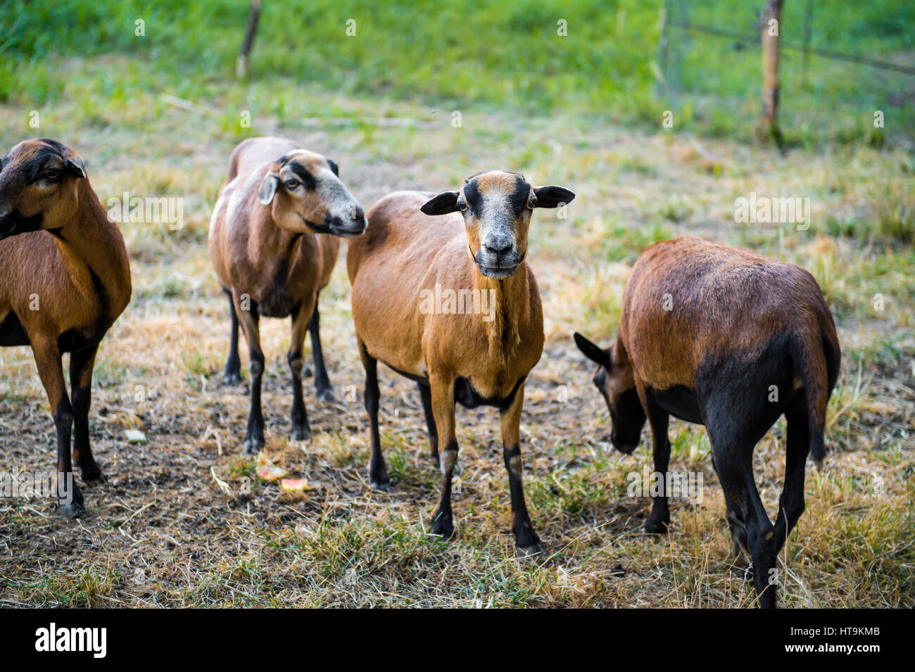 A flock of curious Barbado Blackbelly Sheep Stock Photo - Alamy