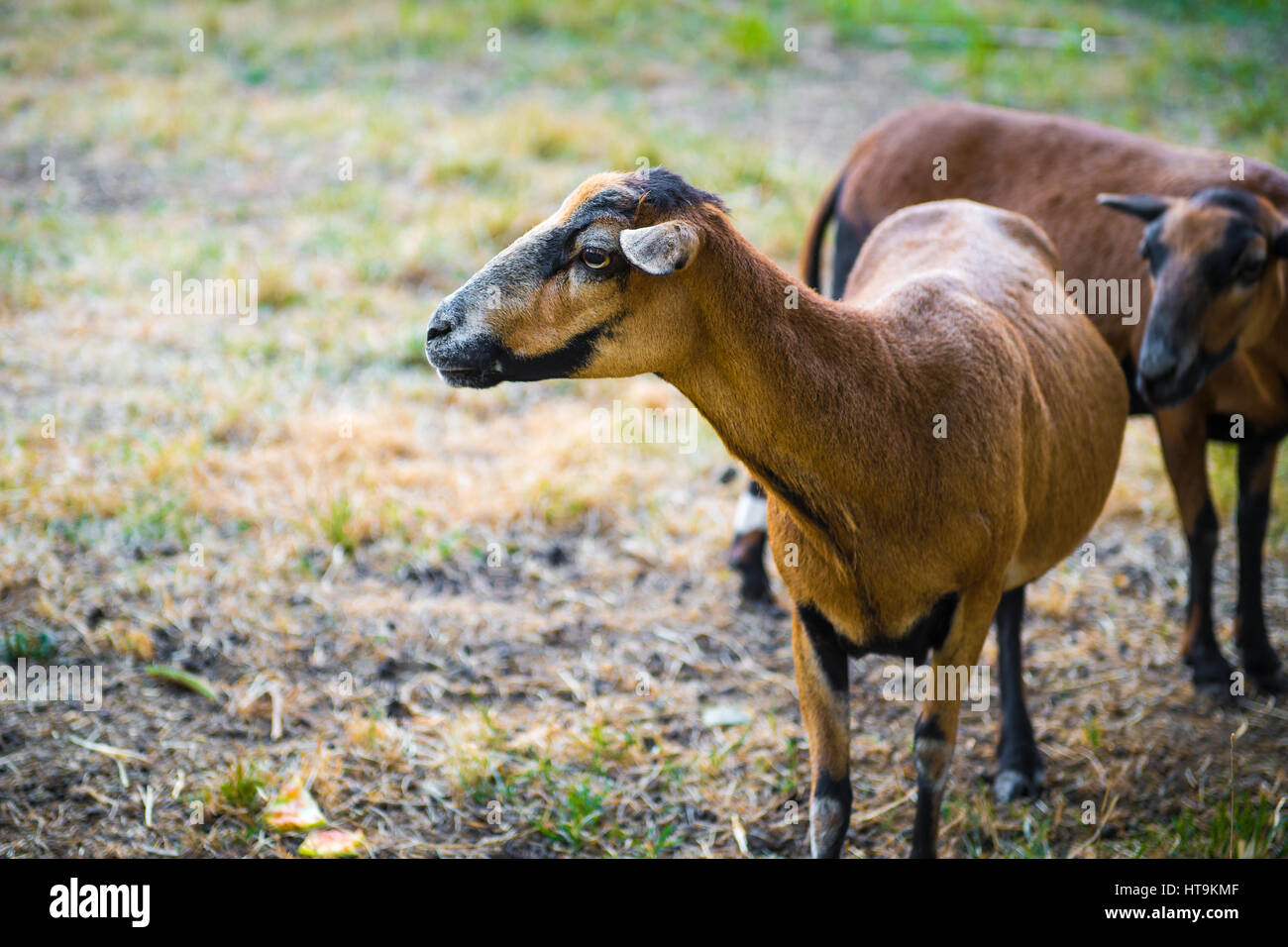 A flock of curious Barbado Blackbelly Sheep Stock Photo - Alamy