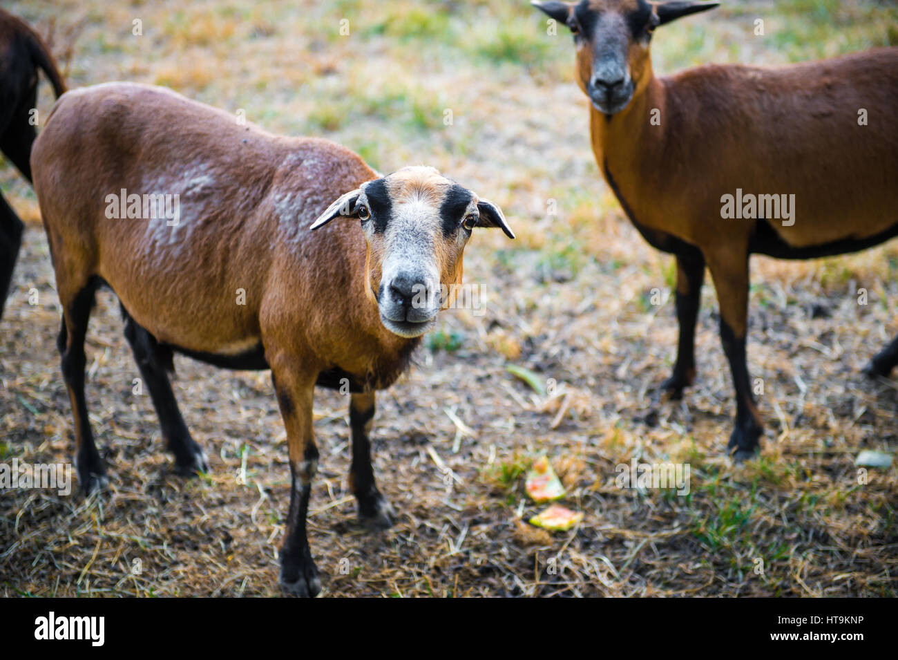 A flock of curious Barbado Blackbelly Sheep Stock Photo - Alamy