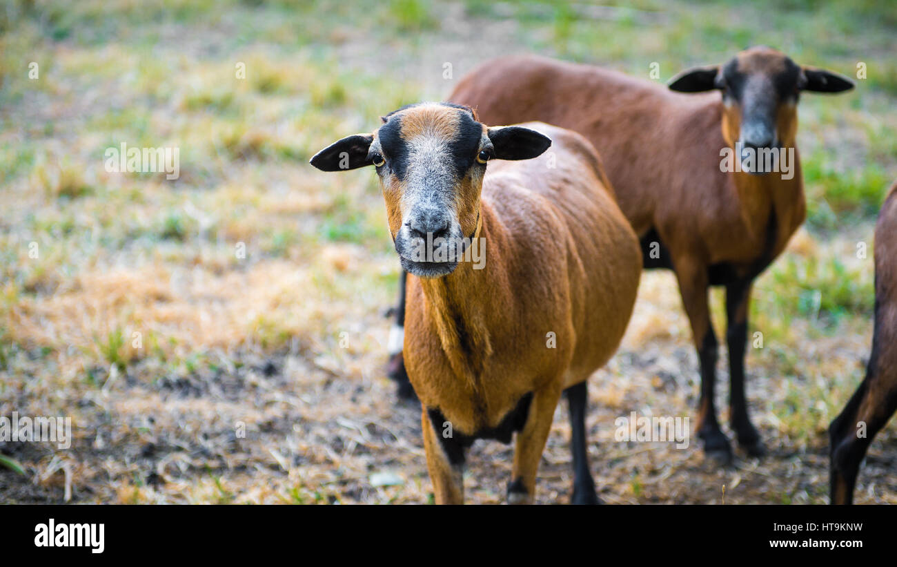 A flock of curious Barbado Blackbelly Sheep Stock Photo - Alamy