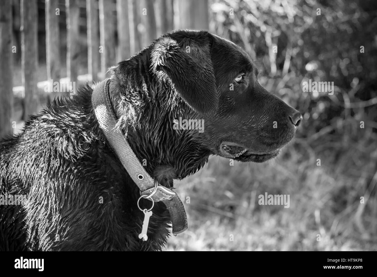 Black Labrador Retriever Stock Photo - Alamy