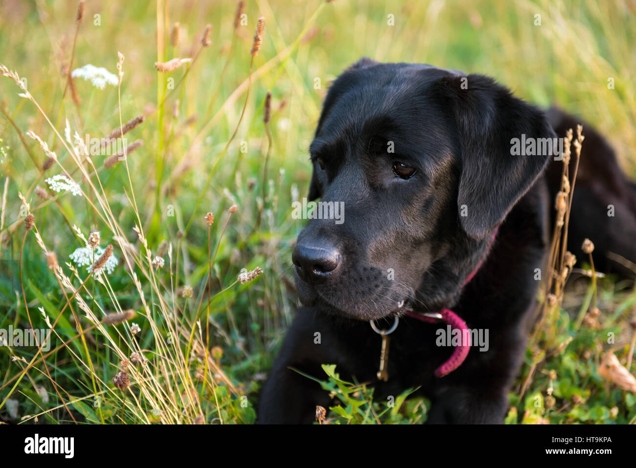 Black Labrador Retriever Stock Photo - Alamy