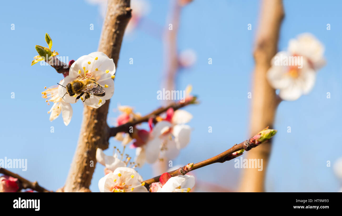 Bee pollinating a blossoming fruit tree Stock Photo - Alamy