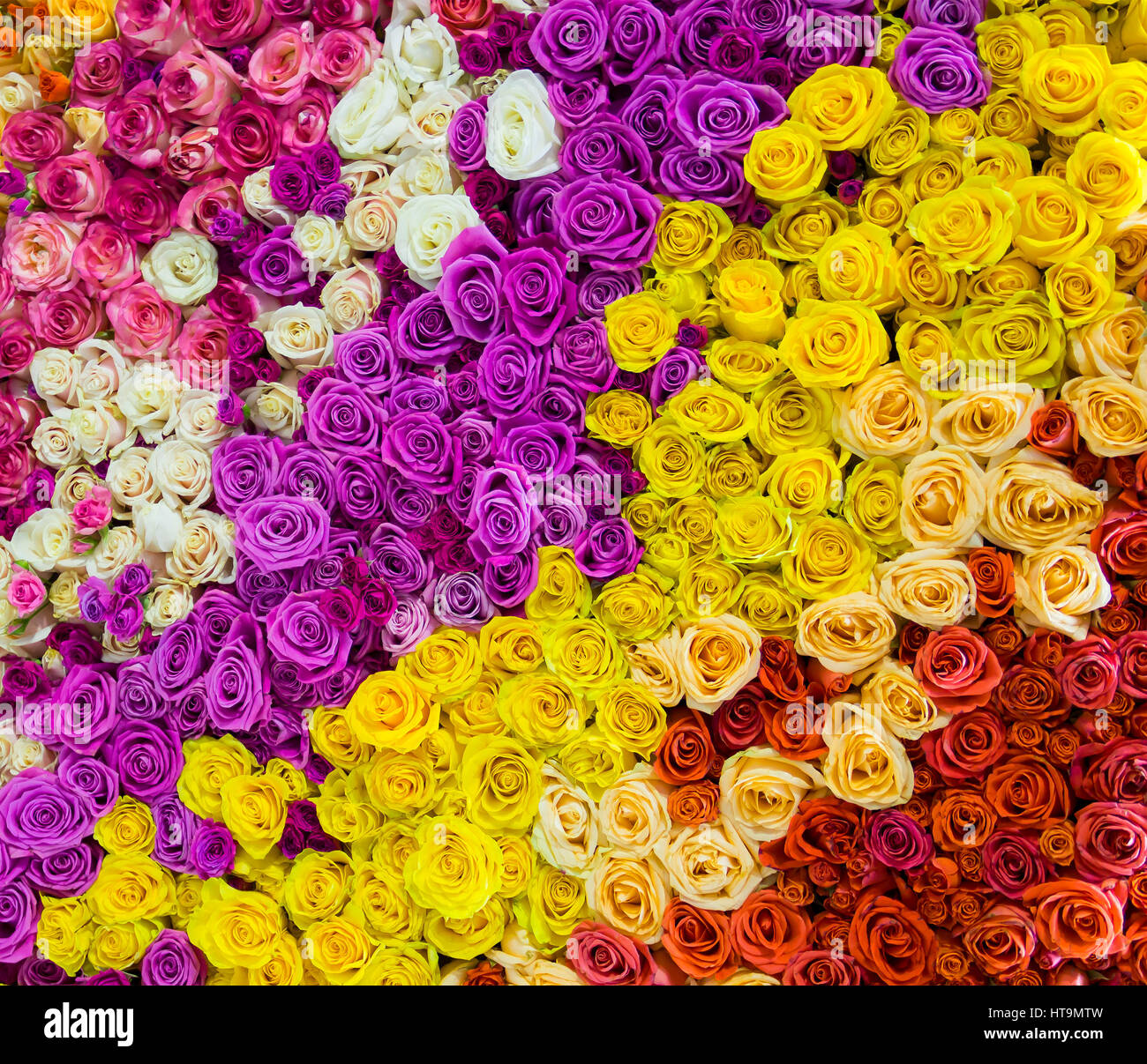 Multicolored roses flower background Stock Photo - Alamy