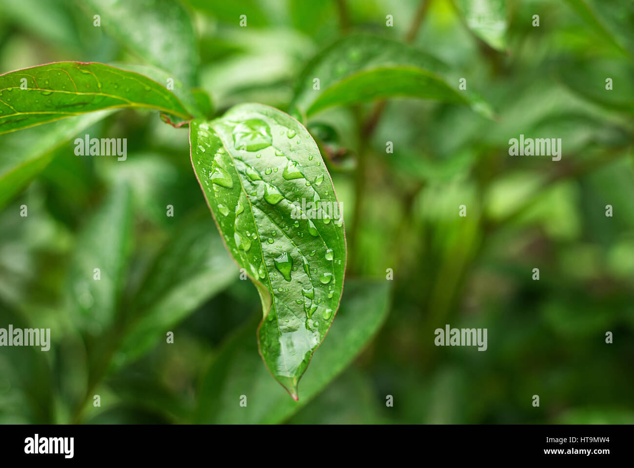 Rain drops on green leaves growing in the garden plants Stock Photo - Alamy