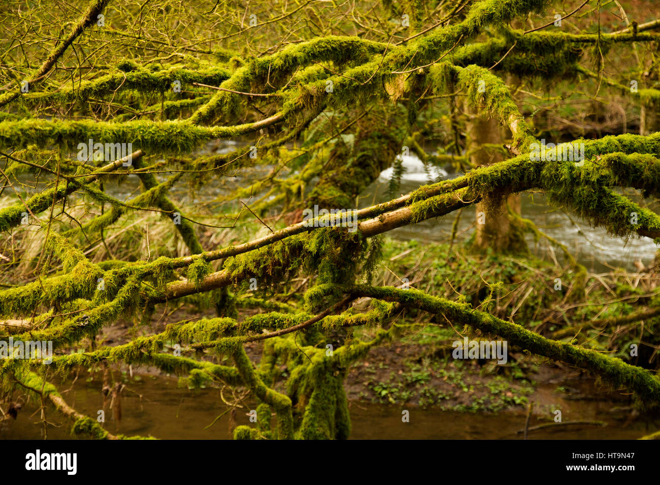 Moss on a tree Dovedale Derbyshire Uk Stock Photo - Alamy