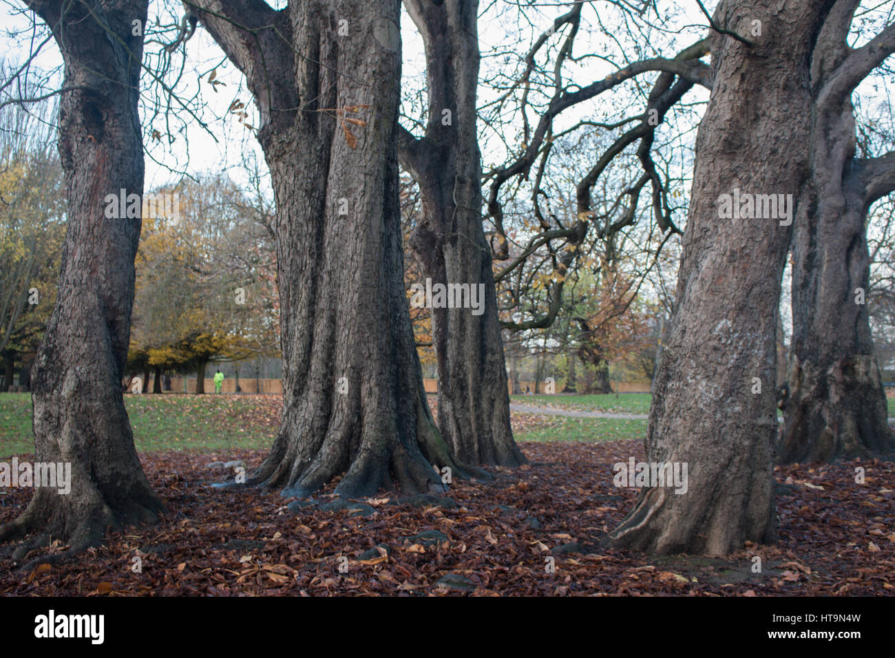 Many trees in the park in London Stock Photo - Alamy