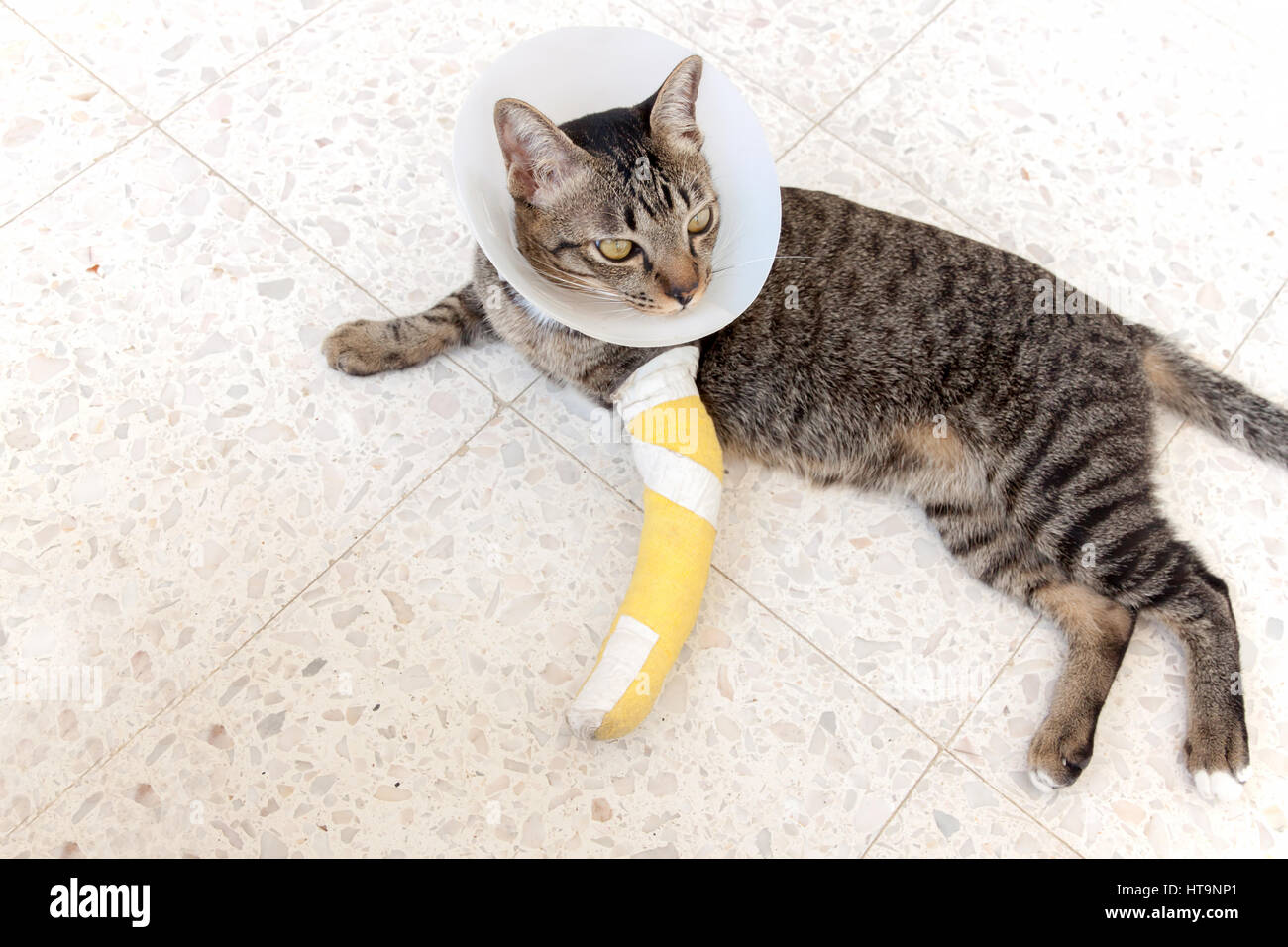 cat wearing an Elizabethan collar and Cat leg splint sleeping on the ...