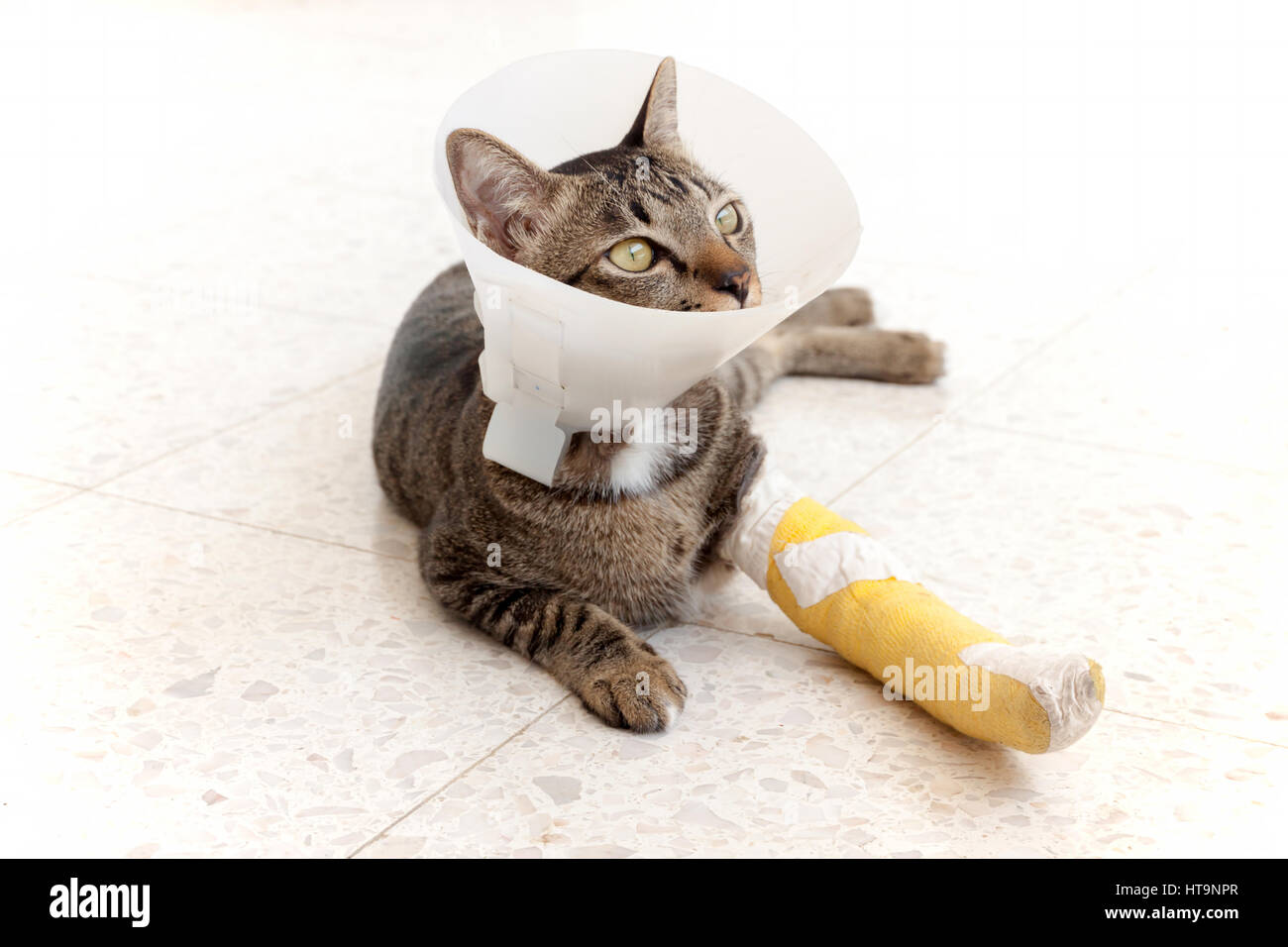 cat wearing an Elizabethan collar and Cat leg splint sleeping on the ...