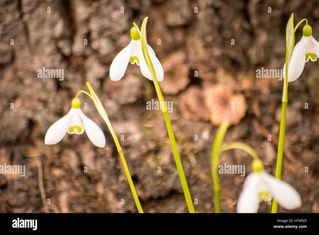 Snow bells growing in a garden Stock Photo - Alamy