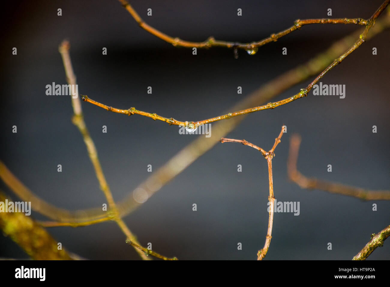 Raindrop hanging from the branch of a tree Stock Photo - Alamy