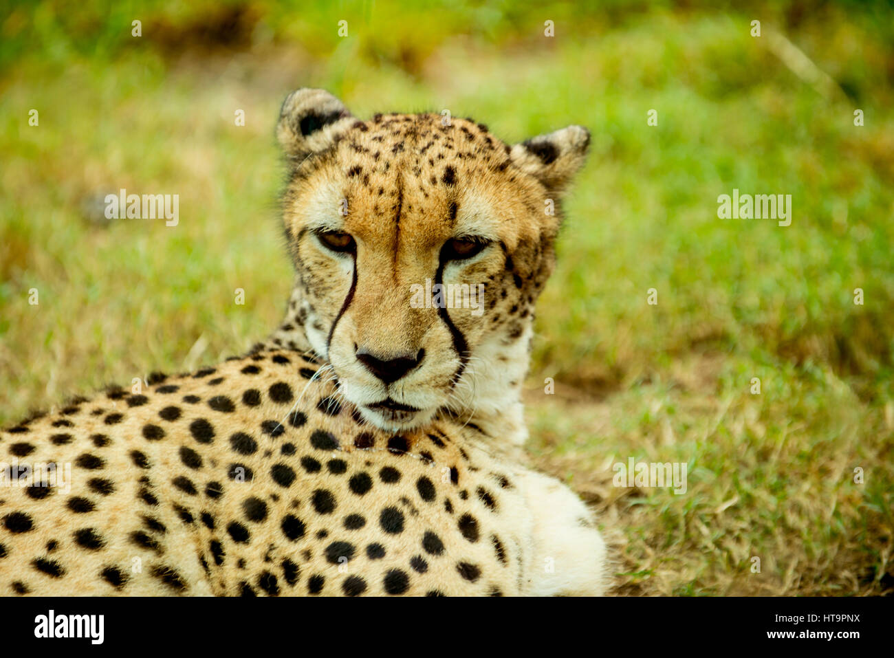 cheetah with spots head turn to camera Stock Photo - Alamy
