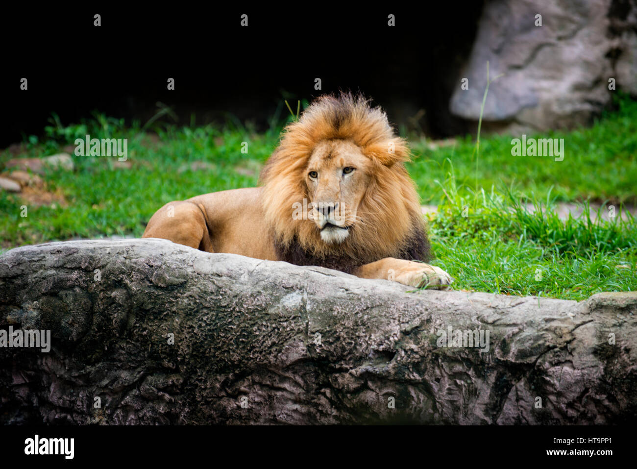 Lion lying down hi-res stock photography and images - Alamy