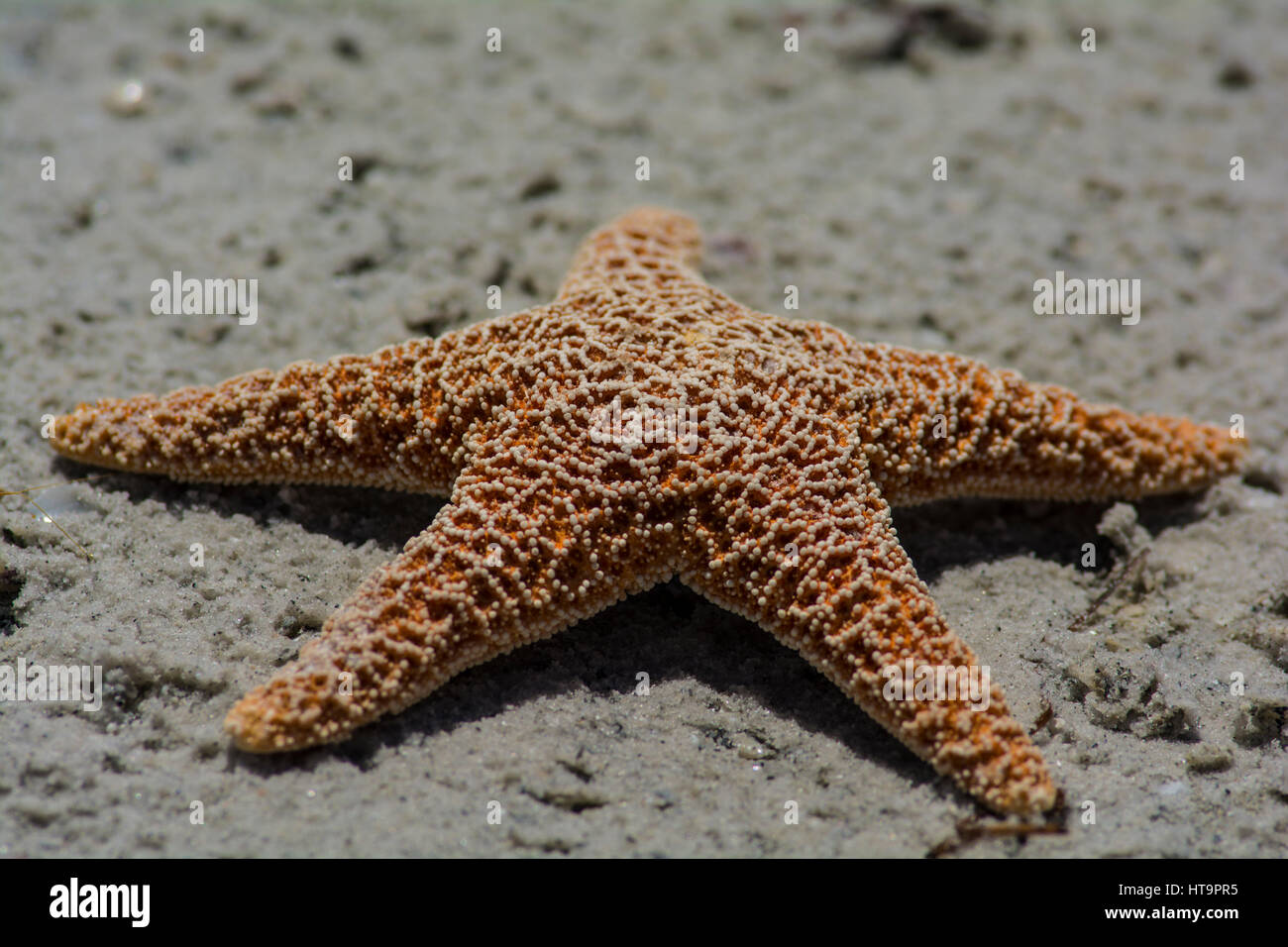 red starfish on the beach close up Stock Photo - Alamy