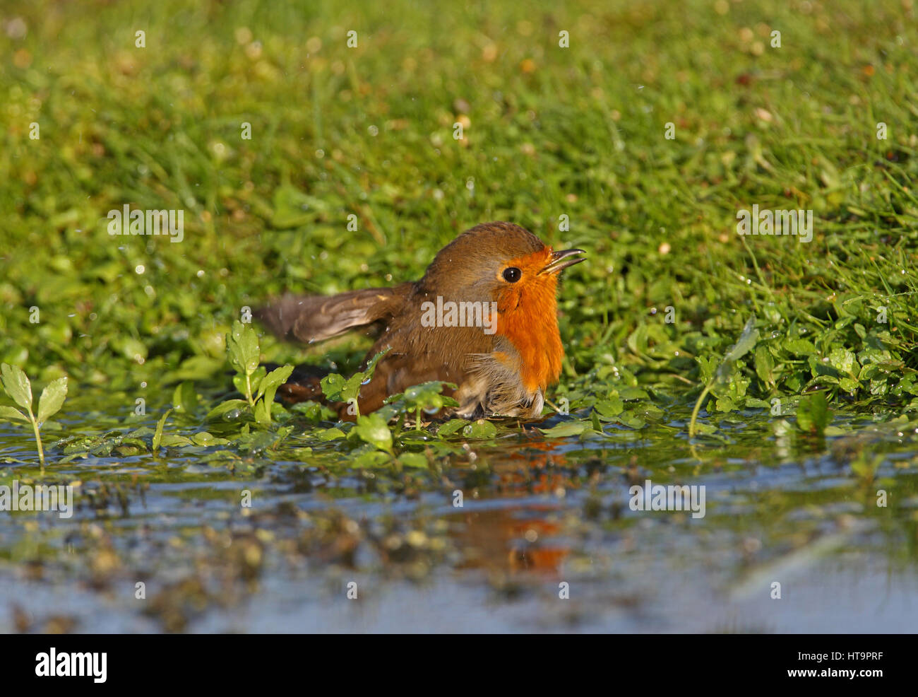 Bird erithacus rubecula bathing hi-res stock photography and images - Alamy