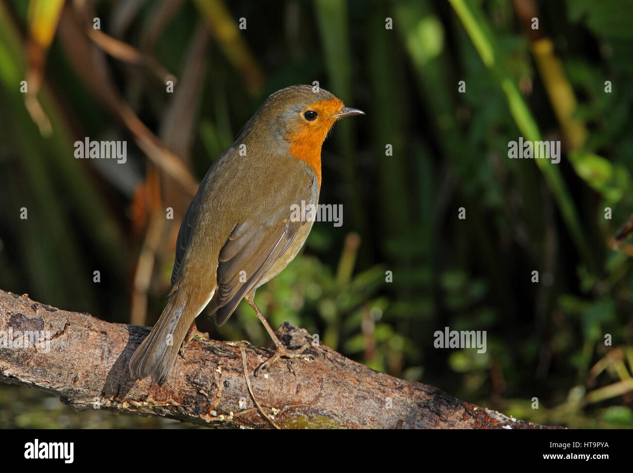 Erithacus Rubecula Melophilus High Resolution Stock Photography and ...