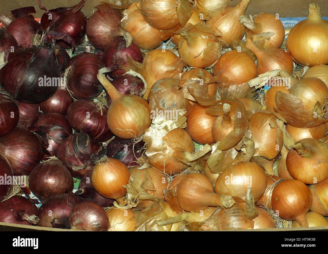 A lot of onions in kitchen Stock Photo - Alamy