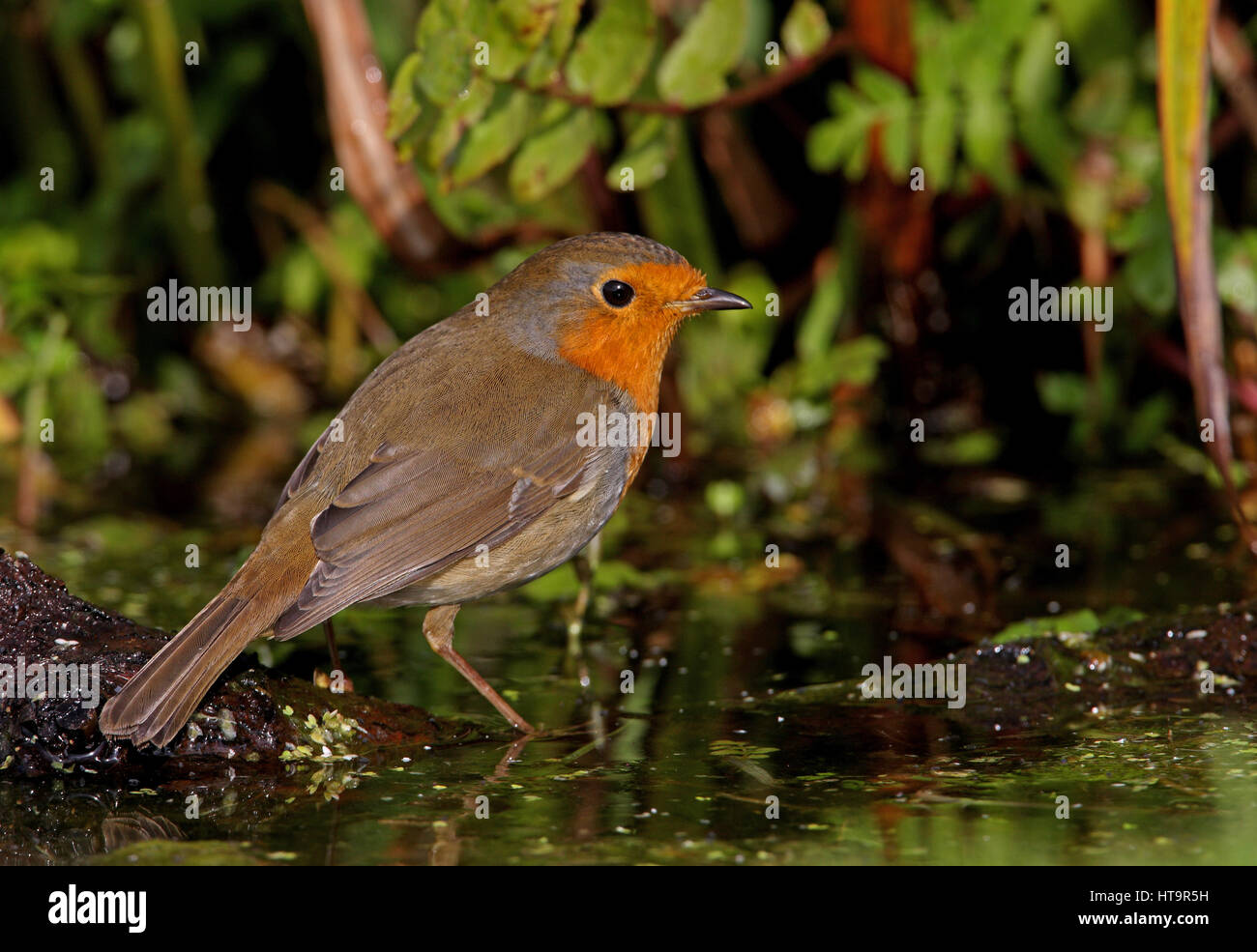 Erithacus Rubecula Melophilus High Resolution Stock Photography and ...