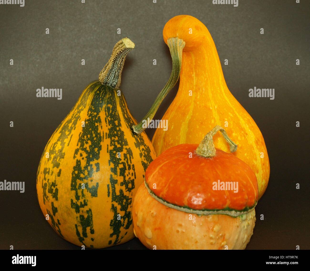 Decorative mini ornamental pumpkins hi-res stock photography and images ...
