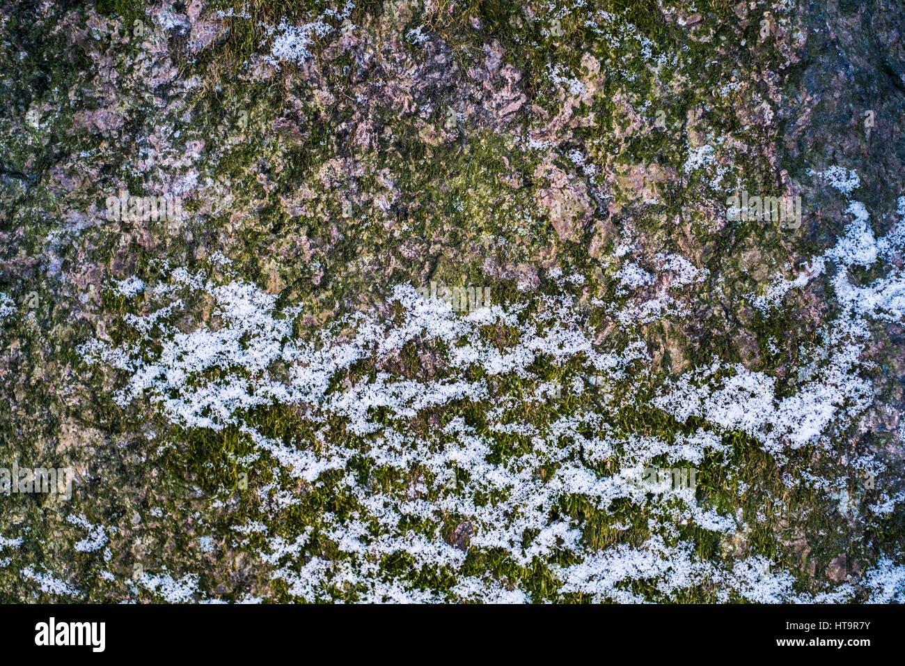 Moth with frost on the rock texture Stock Photo - Alamy