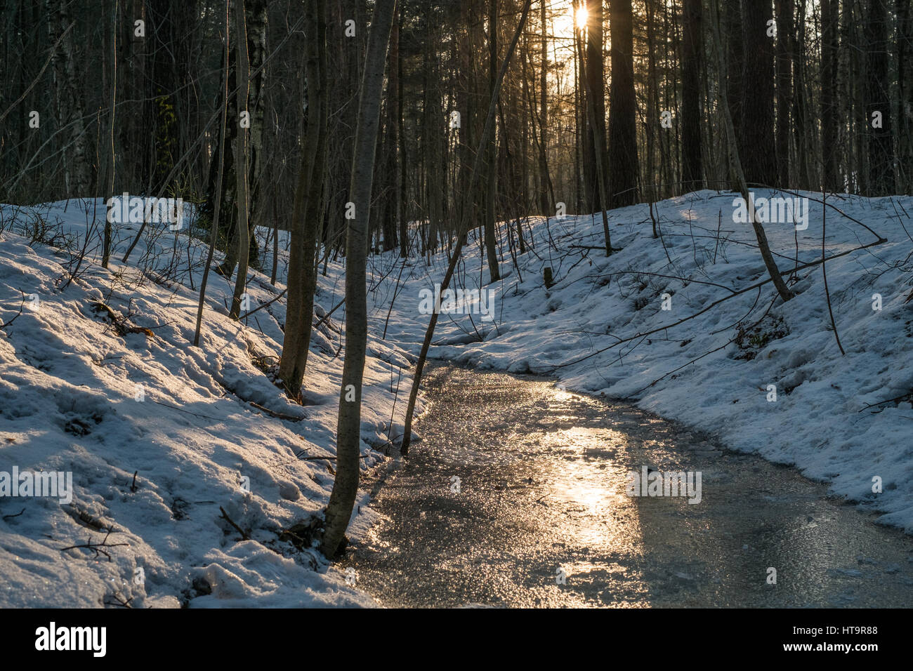 Frozen brook in the woods on winter sunny day Stock Photo - Alamy