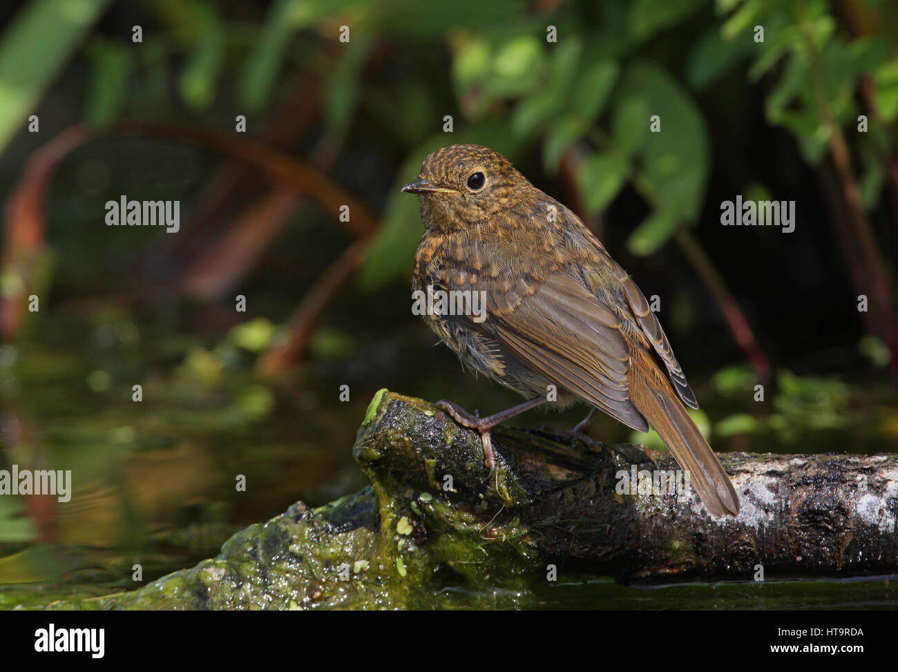 Sea robin hi-res stock photography and images - Alamy