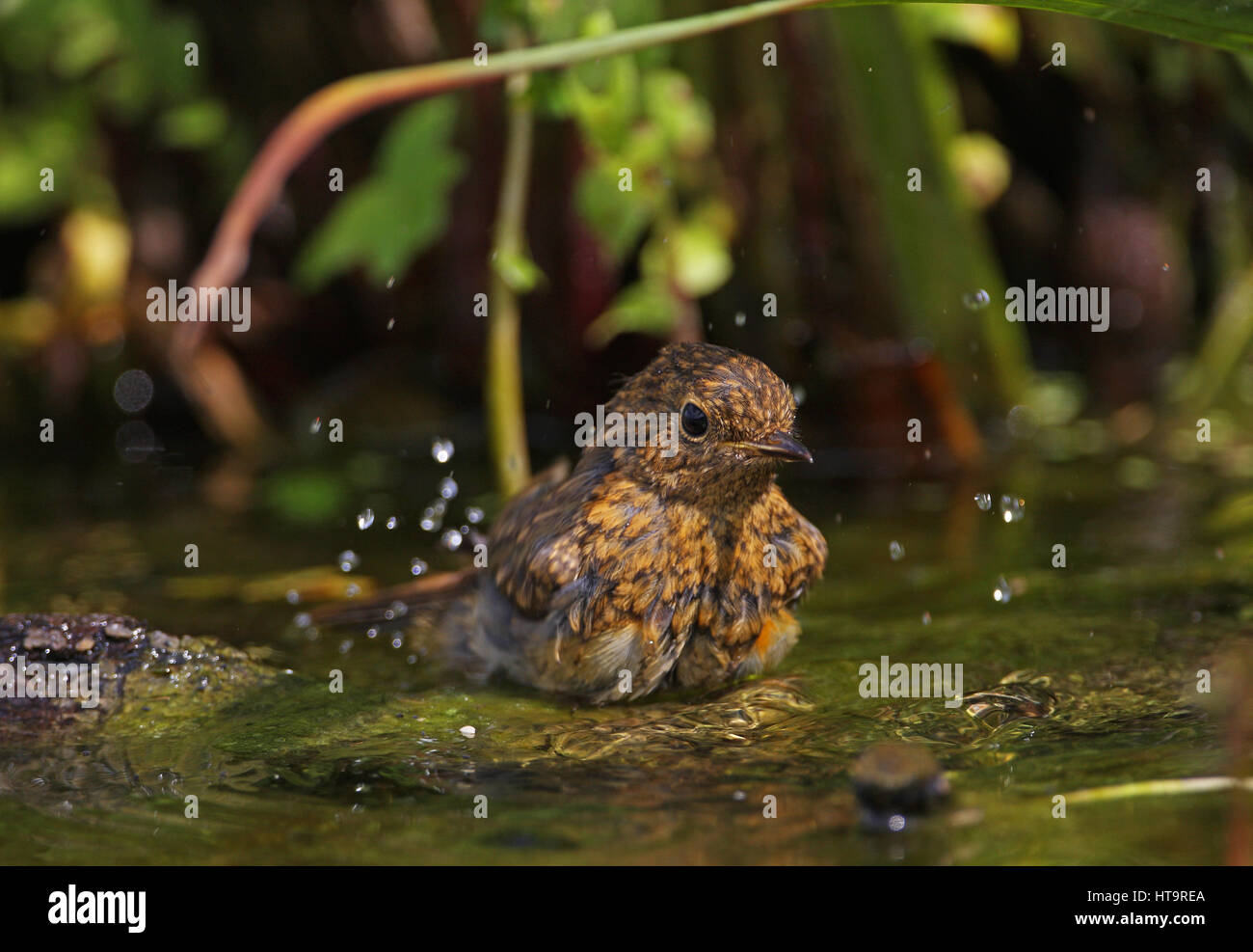 Sea robin hi-res stock photography and images - Alamy