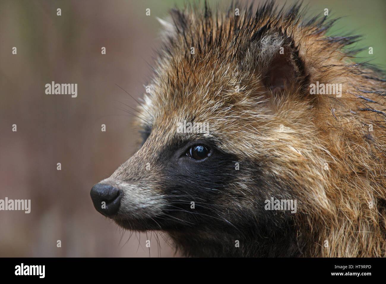 Chinese raccoon dog hi-res stock photography and images - Alamy