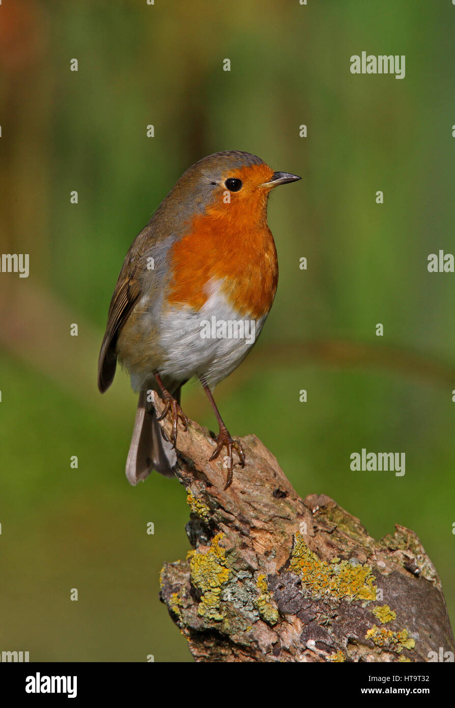 Sea robin hi-res stock photography and images - Alamy