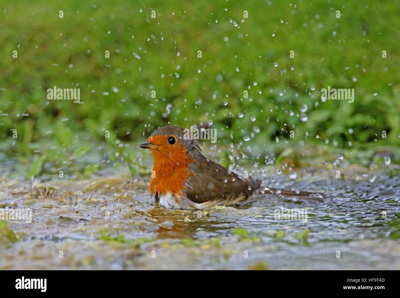 European Robin (Erithacus rubecula) adult bathing in pond Eccles-on-sea ...