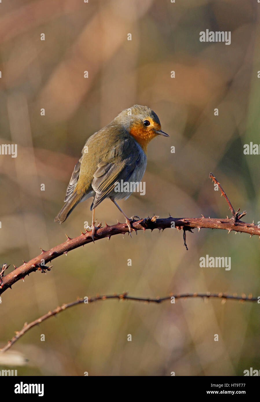 Sea Robin High Resolution Stock Photography and Images - Alamy