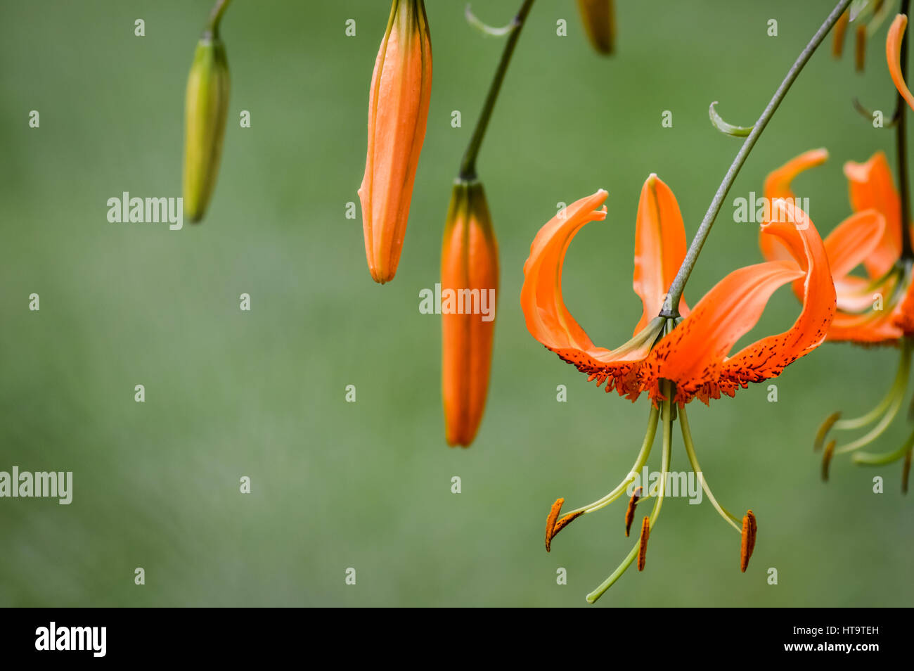 Close up of bright orange tiger lily flowers and buds, Lilium tigrinum ...